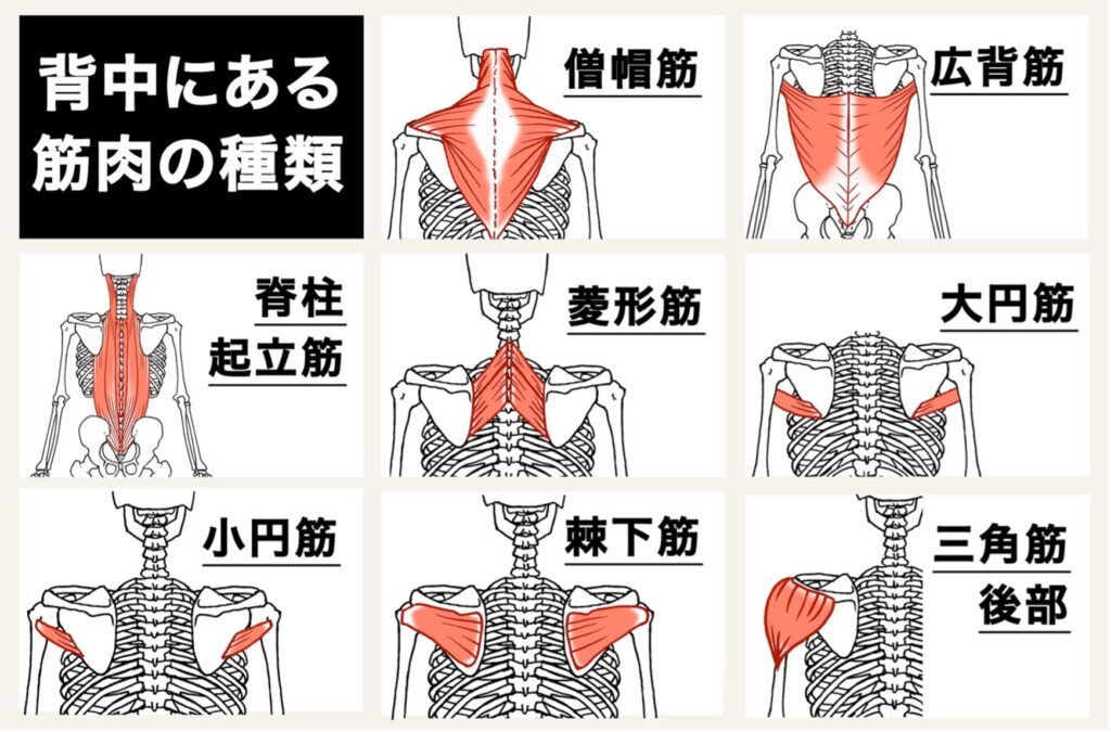 背中の筋トレはジムマシンが効果的！背筋を強化するトレーニングを解説