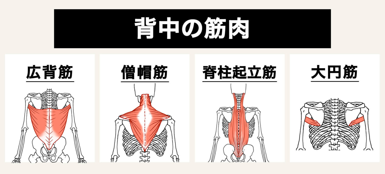 背中の筋肉を鍛えるメリットは？僧帽筋・広背筋・脊柱起立筋に効果的な筋トレを紹介